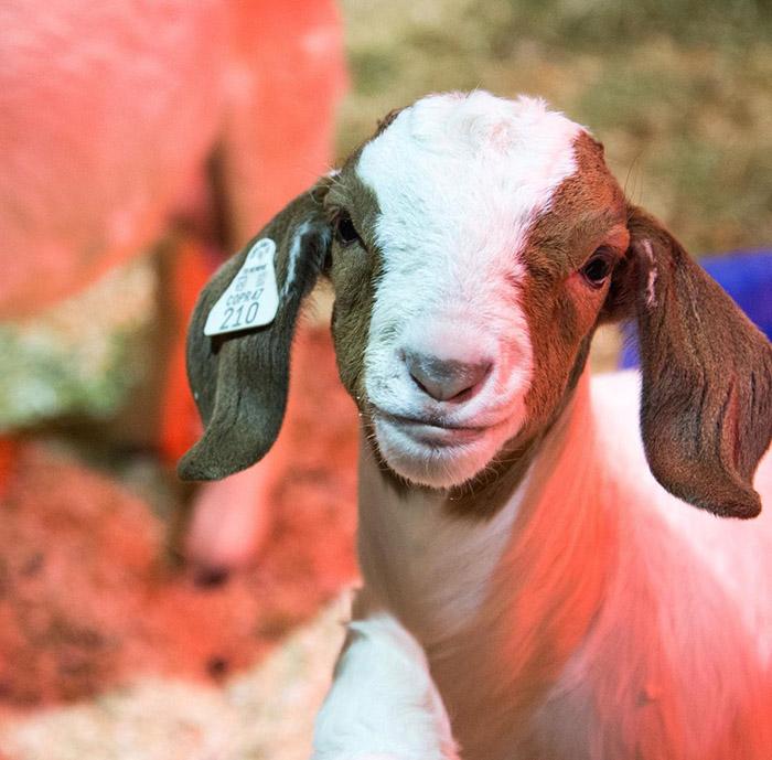 Goat Ropers Donation